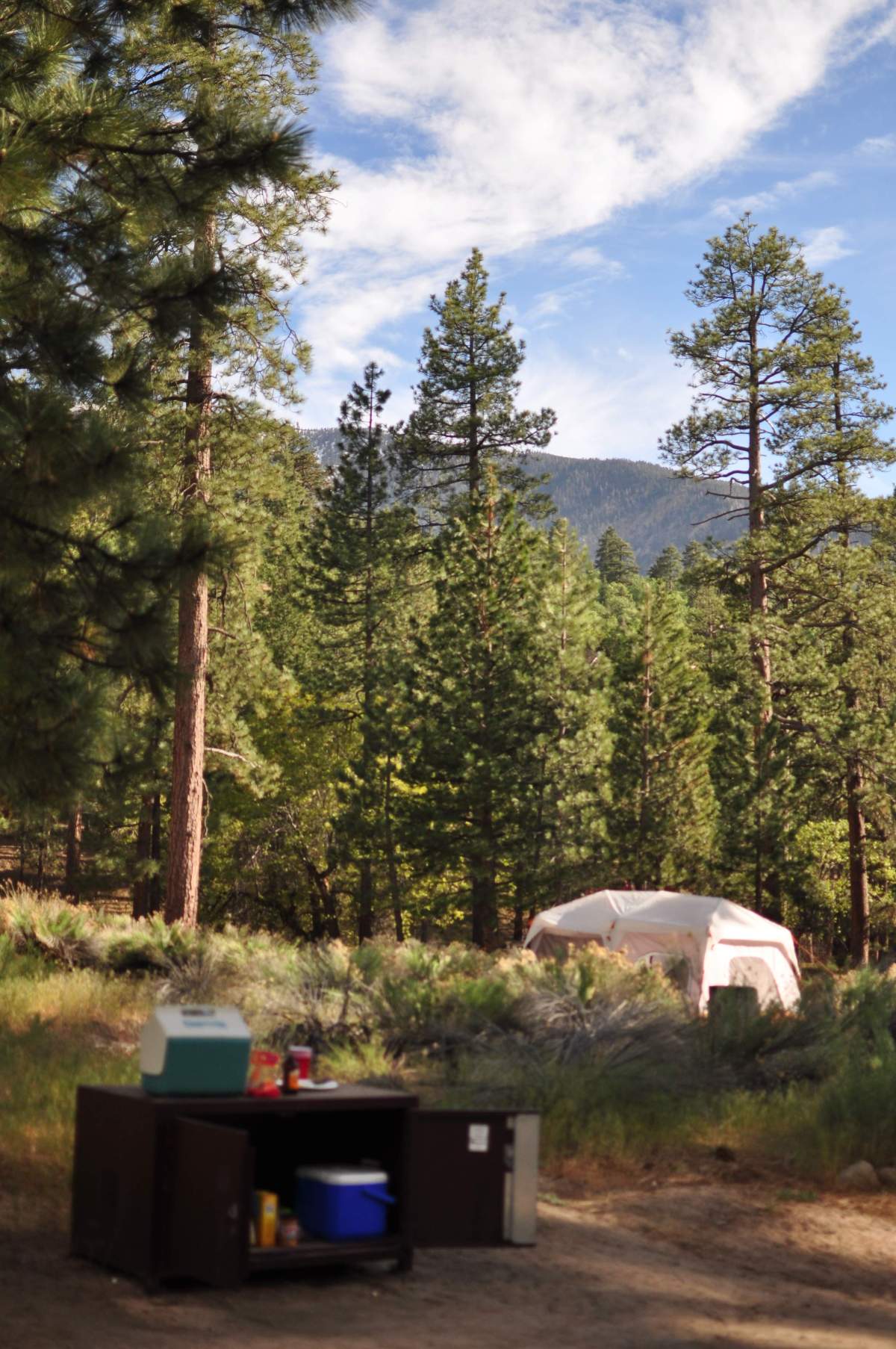 2020 – Dr Paige Hoel